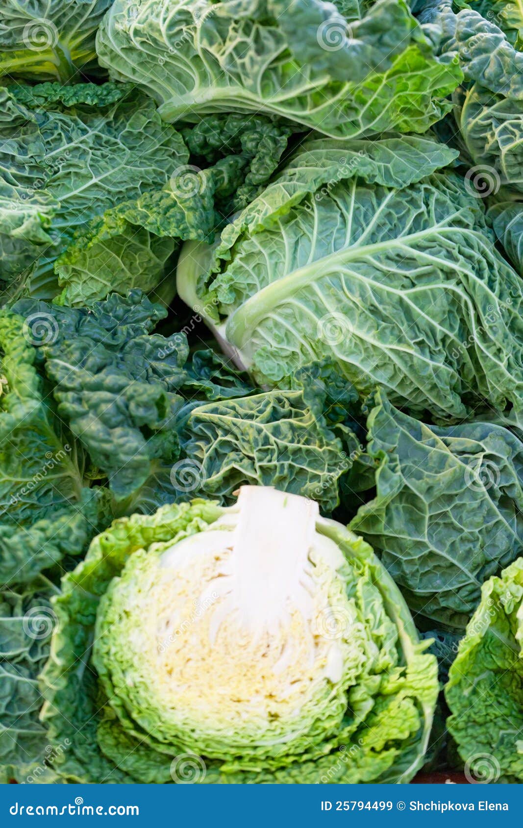 Green cabbage stock image. Image of food, agronomics - 25794499