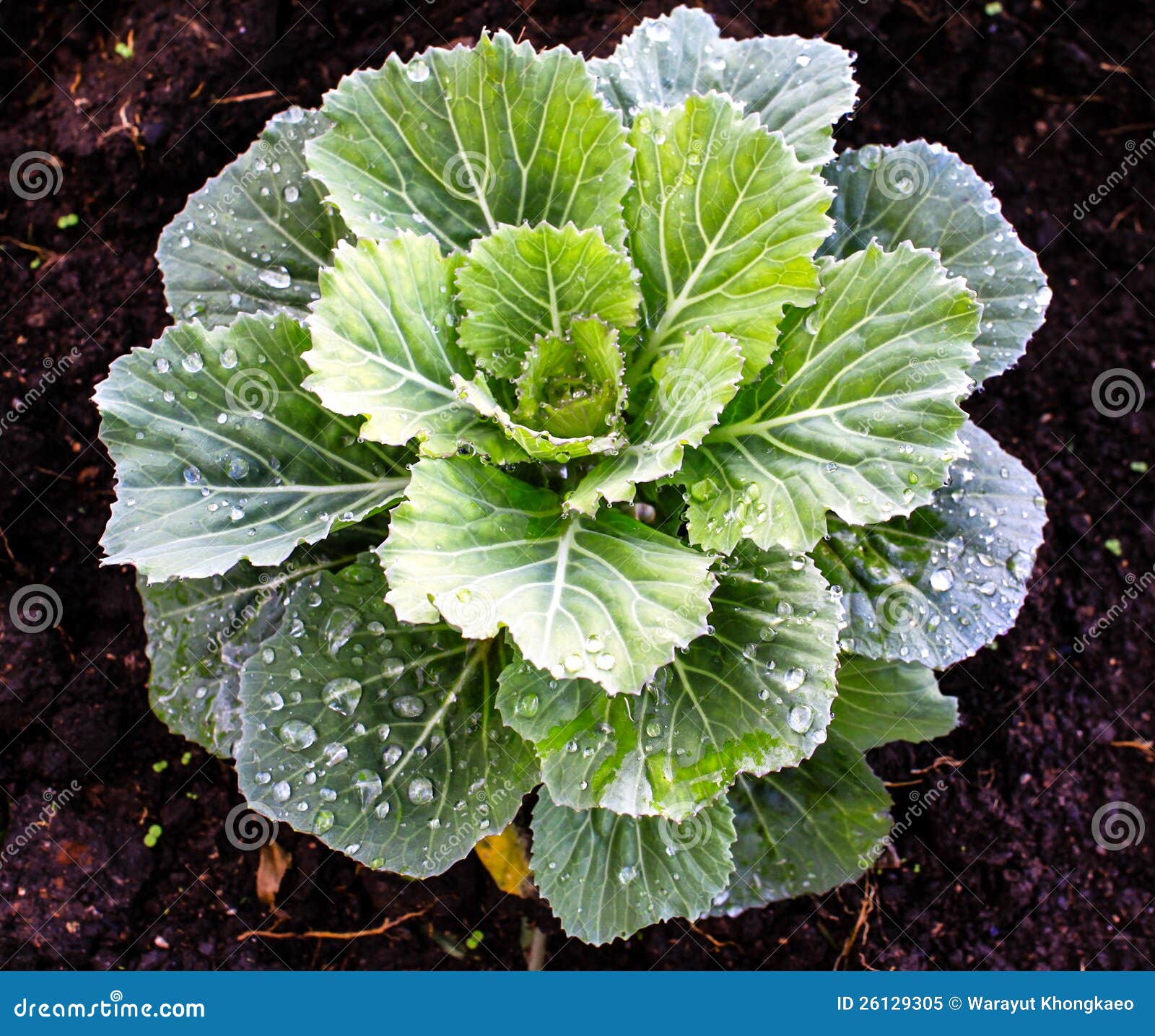 Green cabbage stock image. Image of pattern, fall, cultivation - 26129305