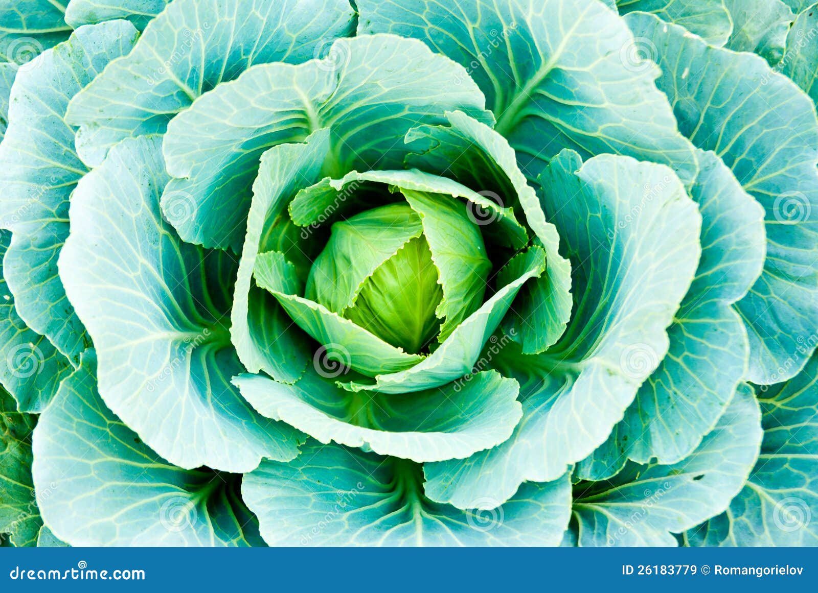 Green cabbage stock image. Image of vegetarian, abstract - 26183779