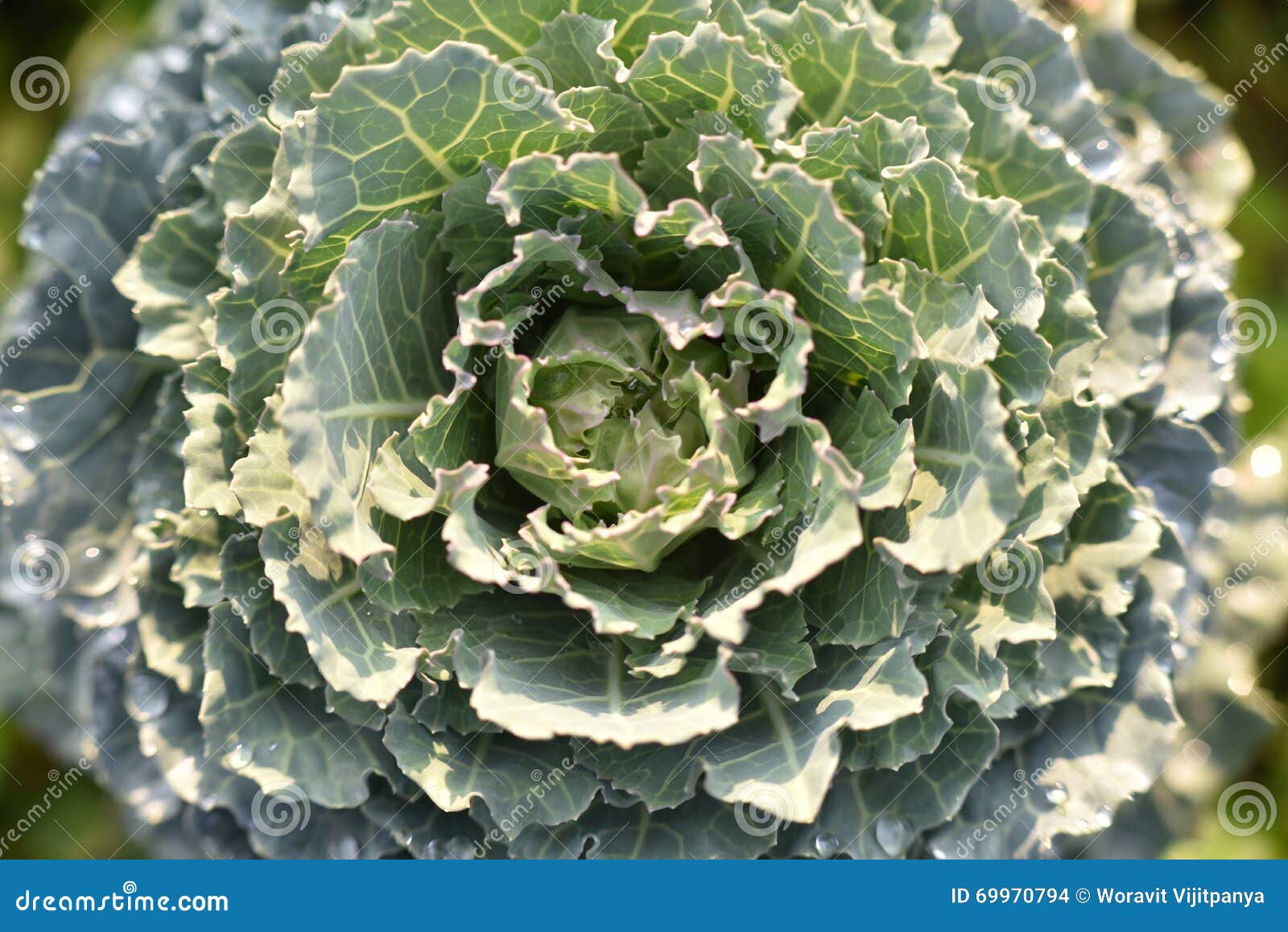 Green cabbage stock photo. Image of flower, organic, flora - 69970794