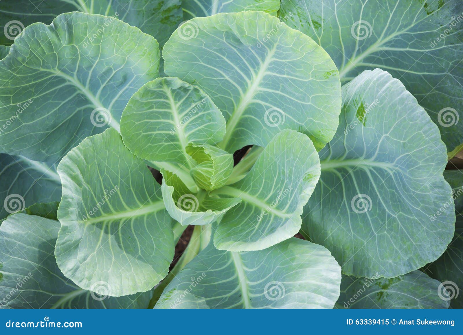 Green cabbage stock image. Image of grow, harvest, gardening - 63339415