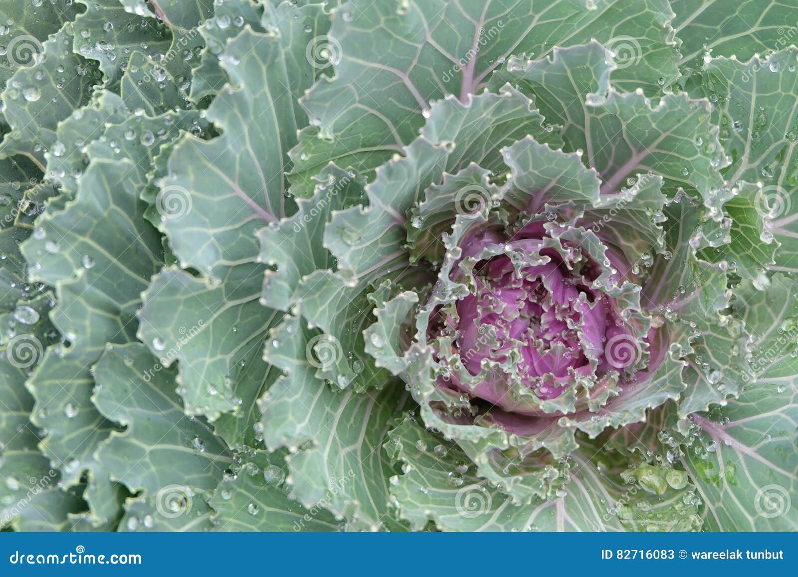 Green Cabbage Core with Purple in a Vegetable Garden. Stock Image ...