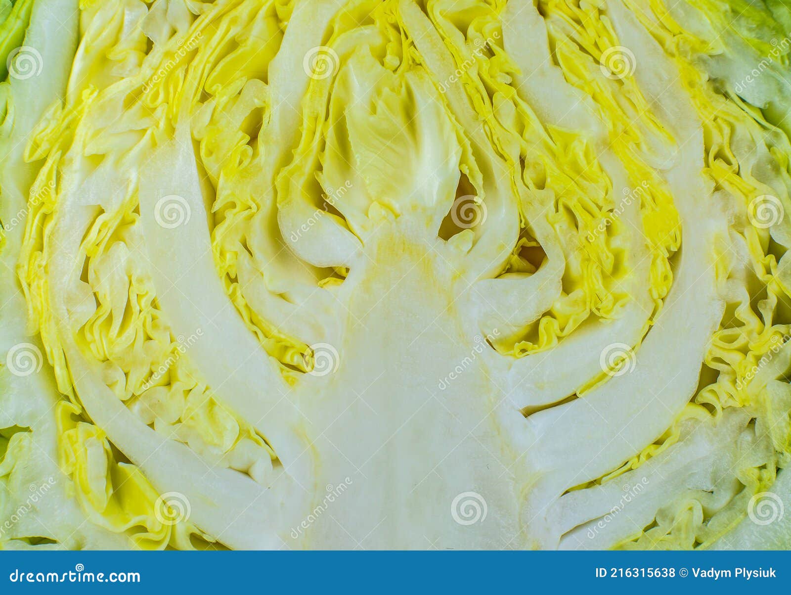Green Cabbage Cutting in Half, Inside Texture Background. Close Up ...