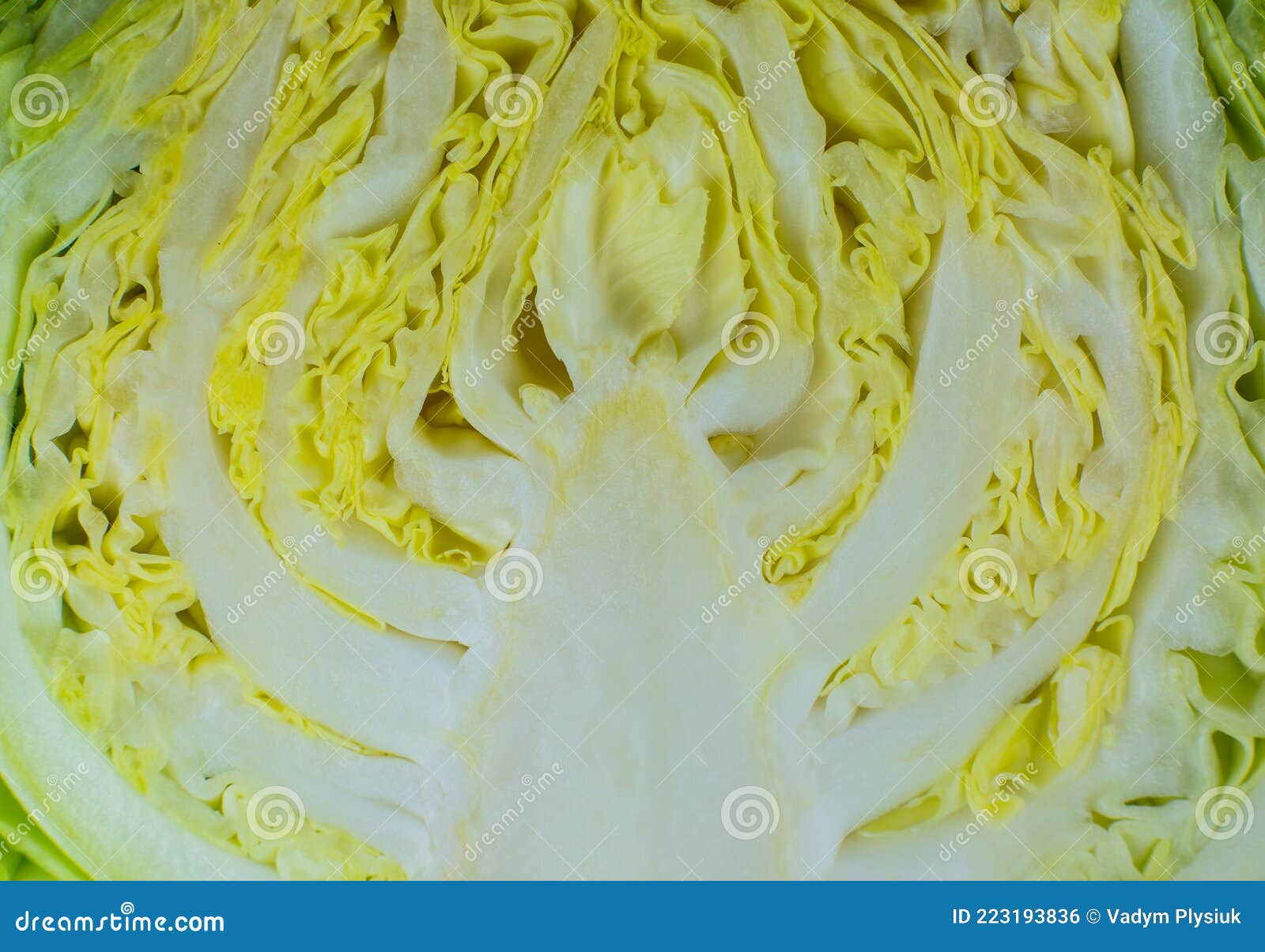 Green Cabbage Cutting in Half, Inside Texture Background. Close Up ...