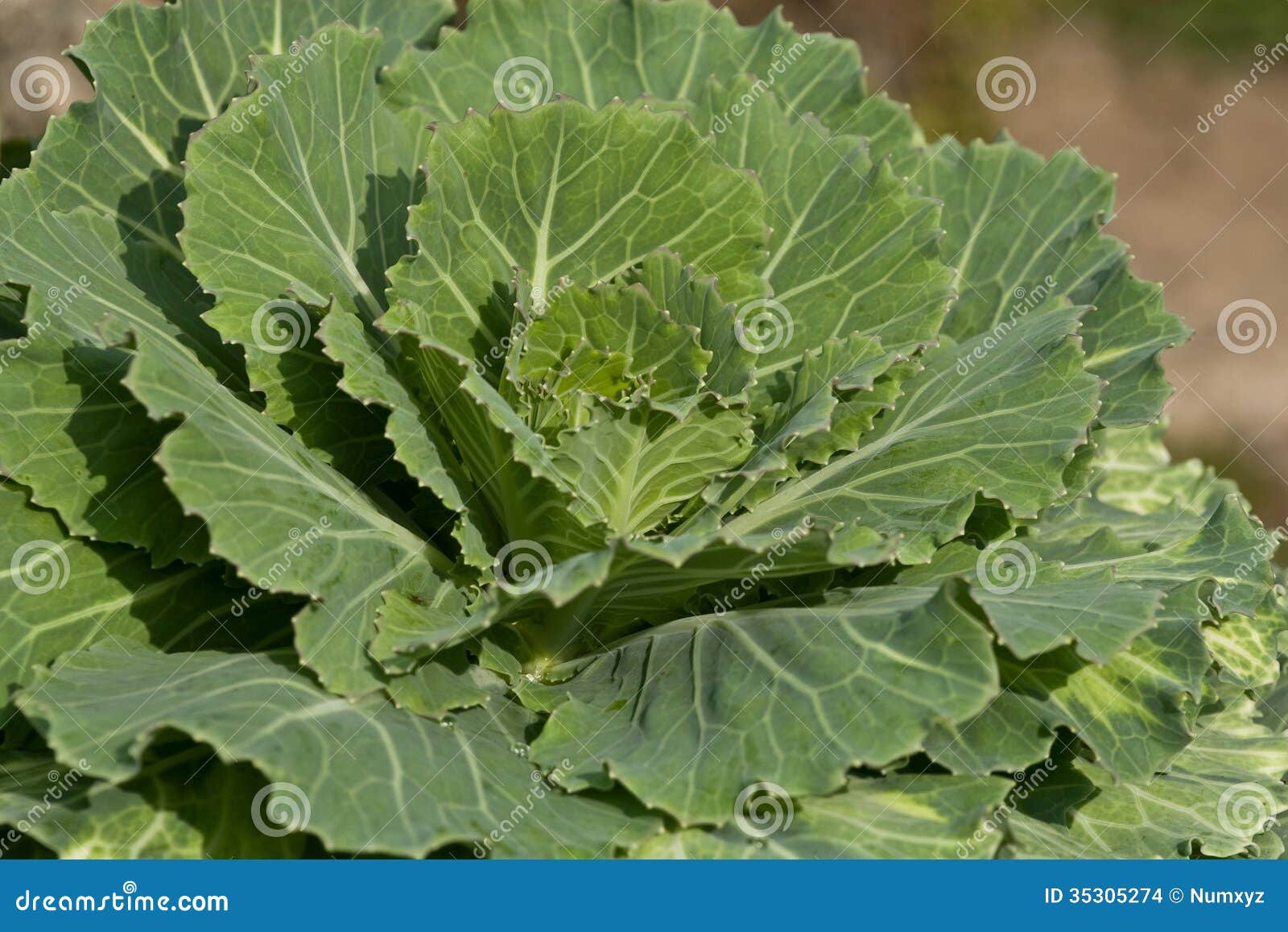 The green cabbage stock photo. Image of farm, dinner - 35305274