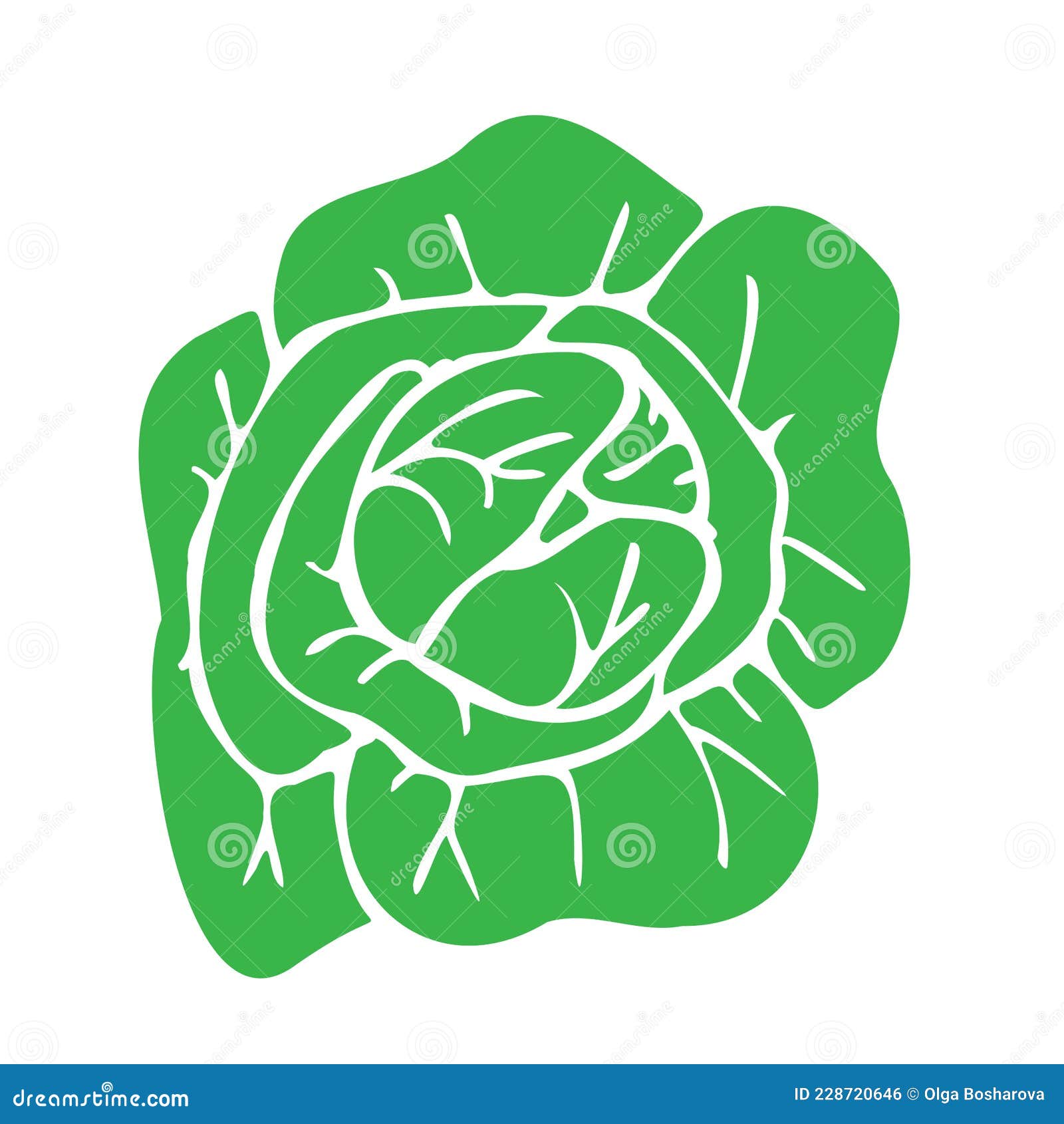 Green Cabbage for Design Logo Stock Illustration - Illustration of ...