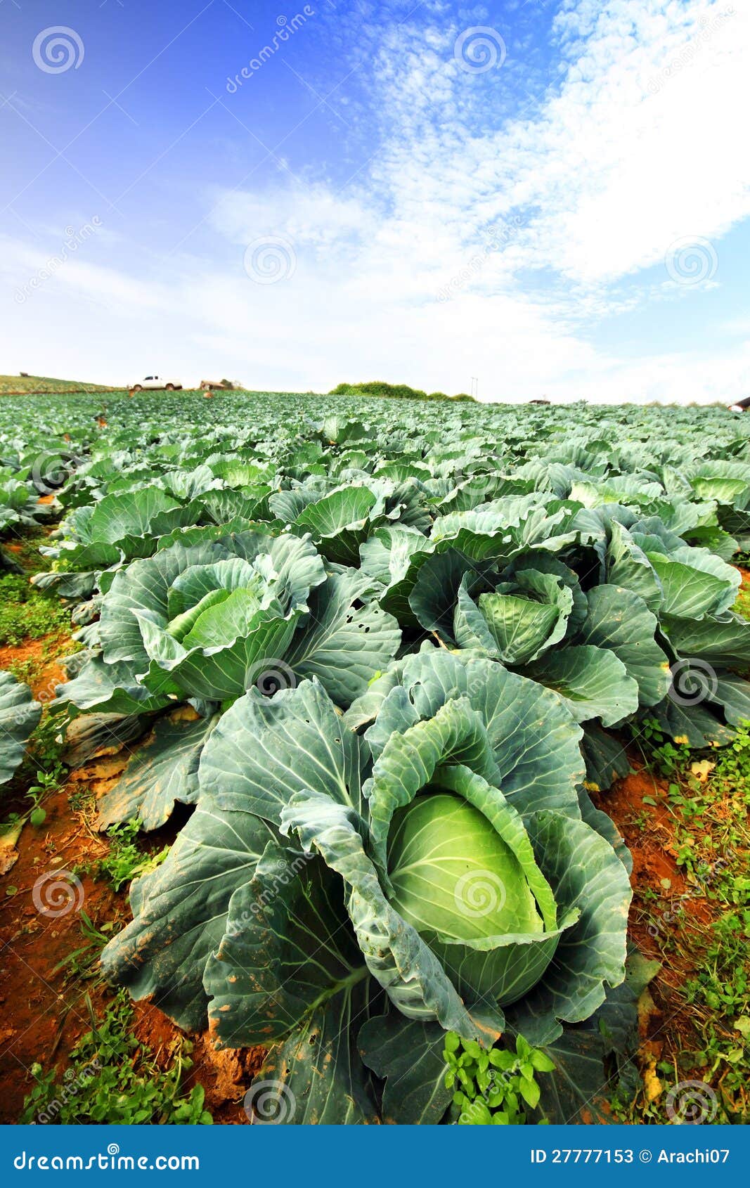 The green cabbage field stock image. Image of garden - 27777153
