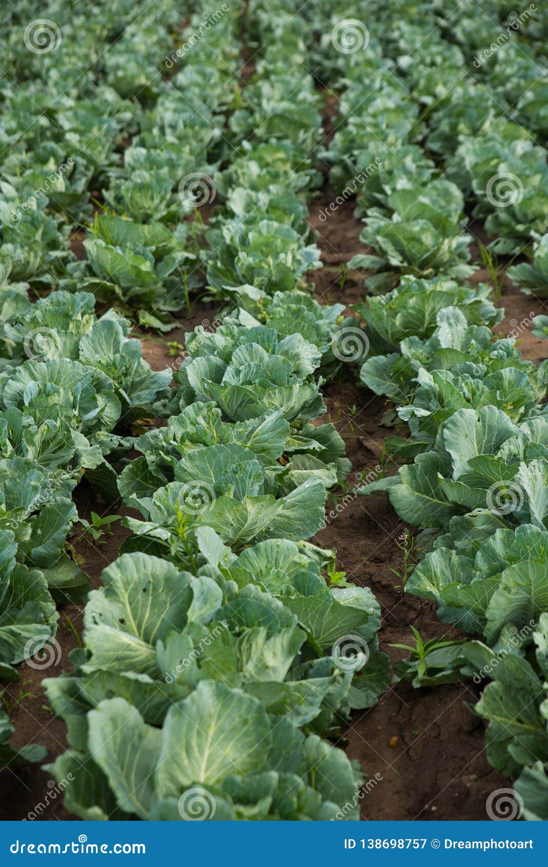 Green Cabbage Field stock image. Image of garden, formal - 138698757