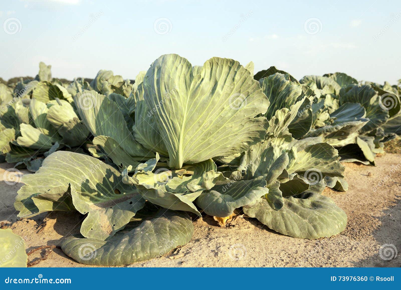 Green Cabbage in a Field Etc. Stock Photo - Image of gardening, food ...