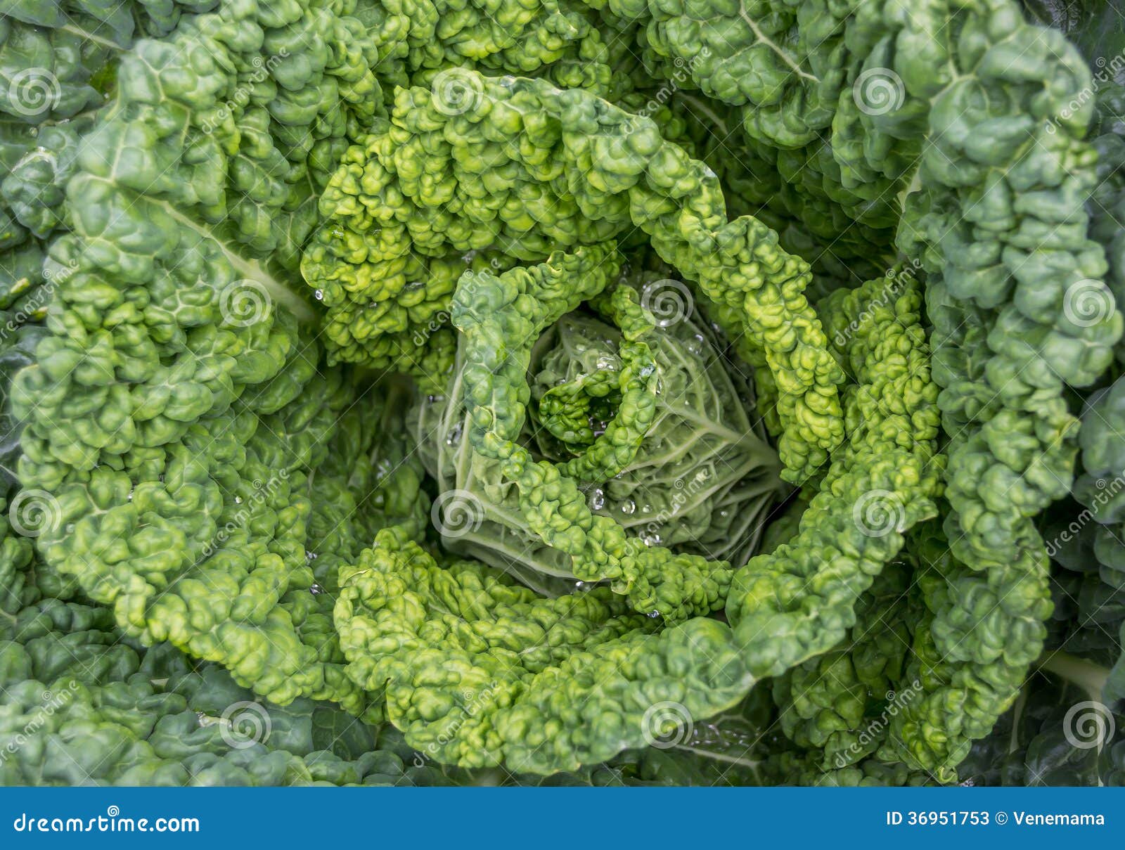 Green cabbage stock image. Image of texture, vegetable - 36951753