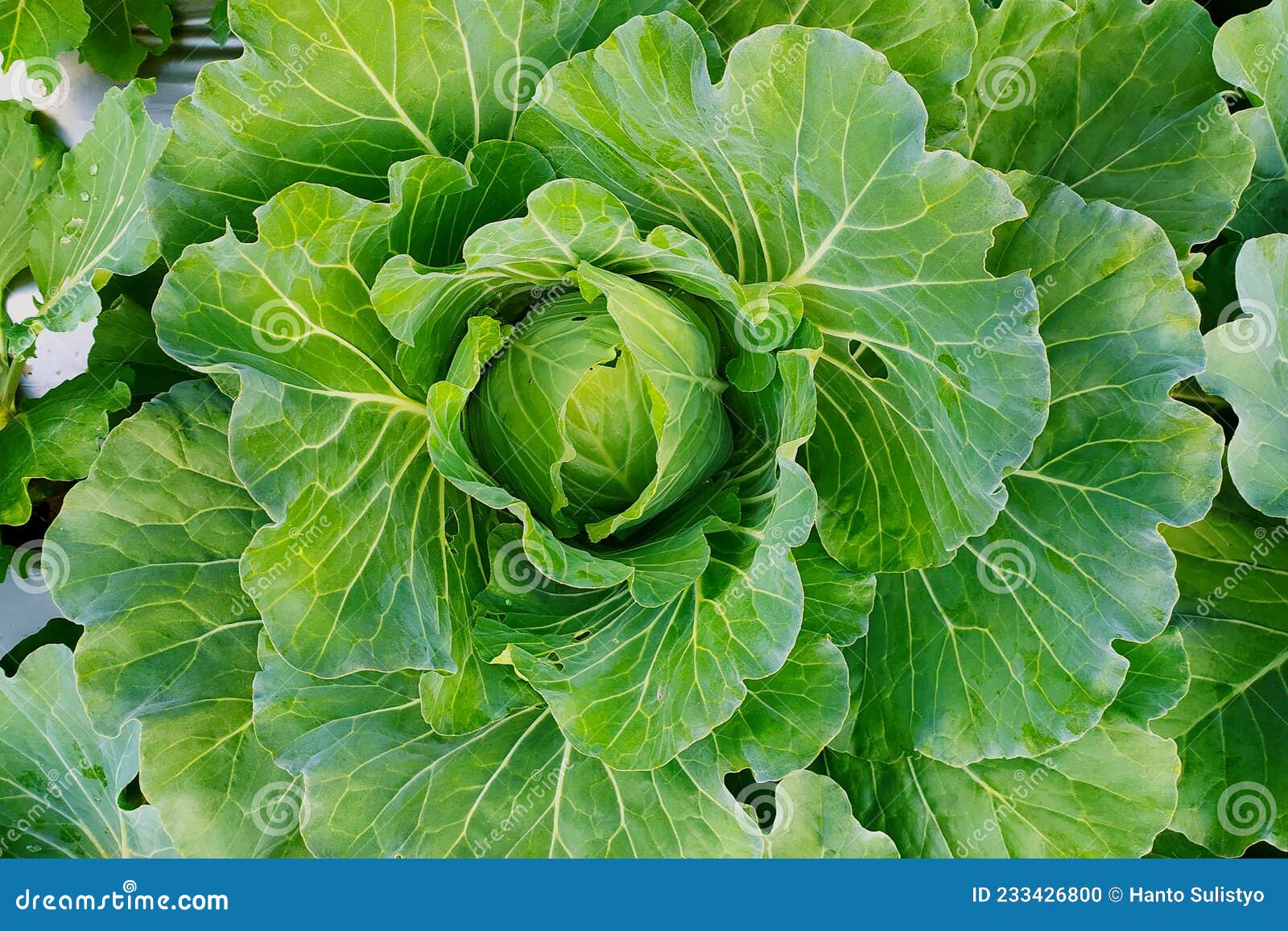 The Green Cabbage in the Garden Looks so Fresh Stock Photo - Image of ...