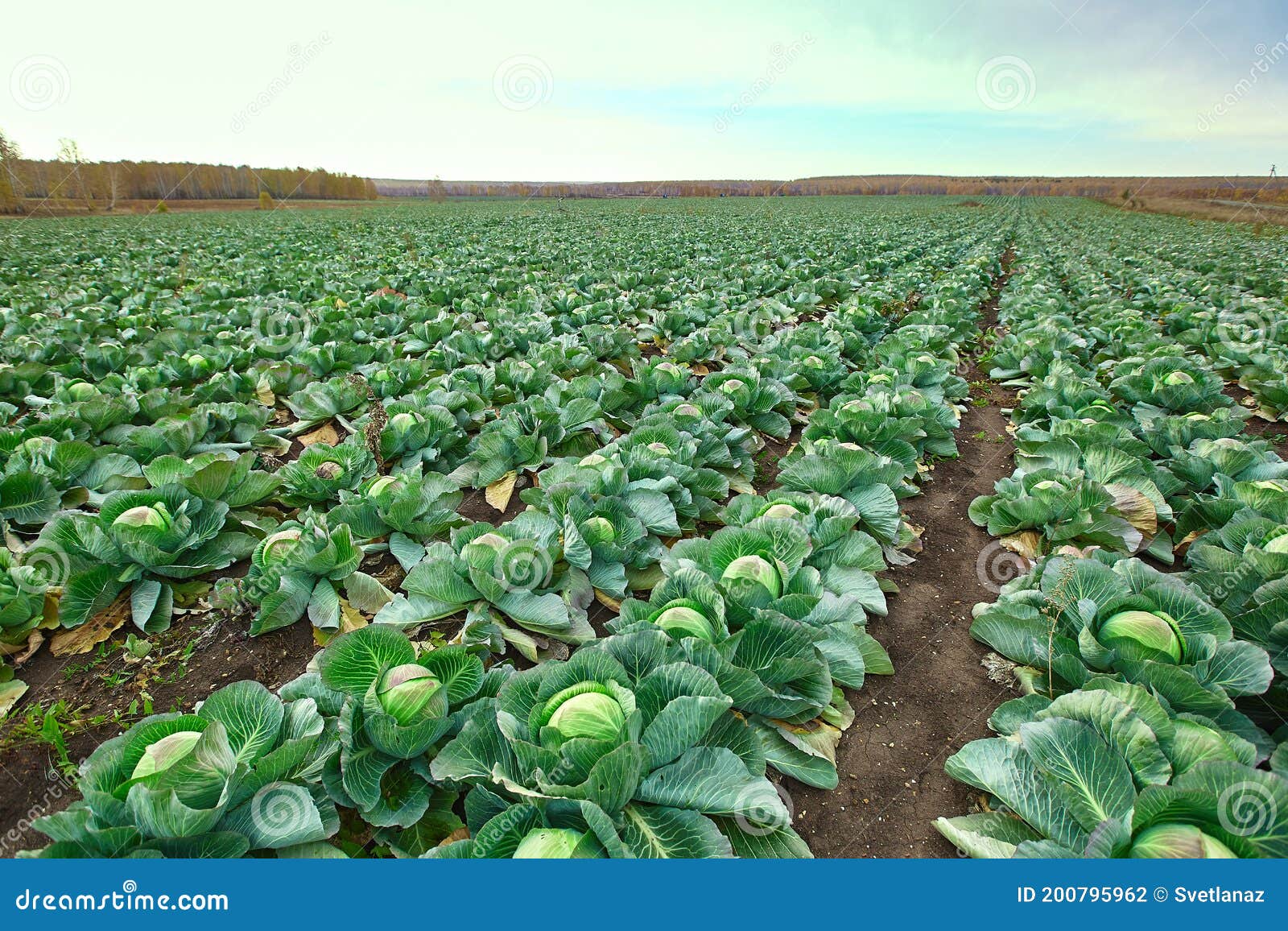 Green Cabbage Heads in a Cabbage Field in Autumn, in the Open Ground ...