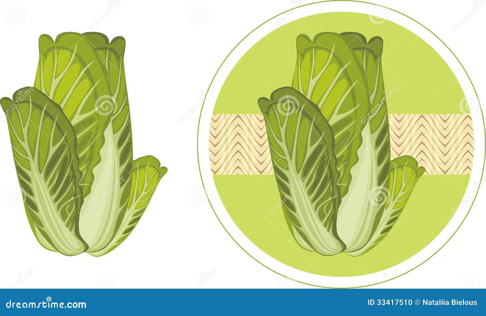 Green cabbage stock vector. Illustration of delicious - 33417510