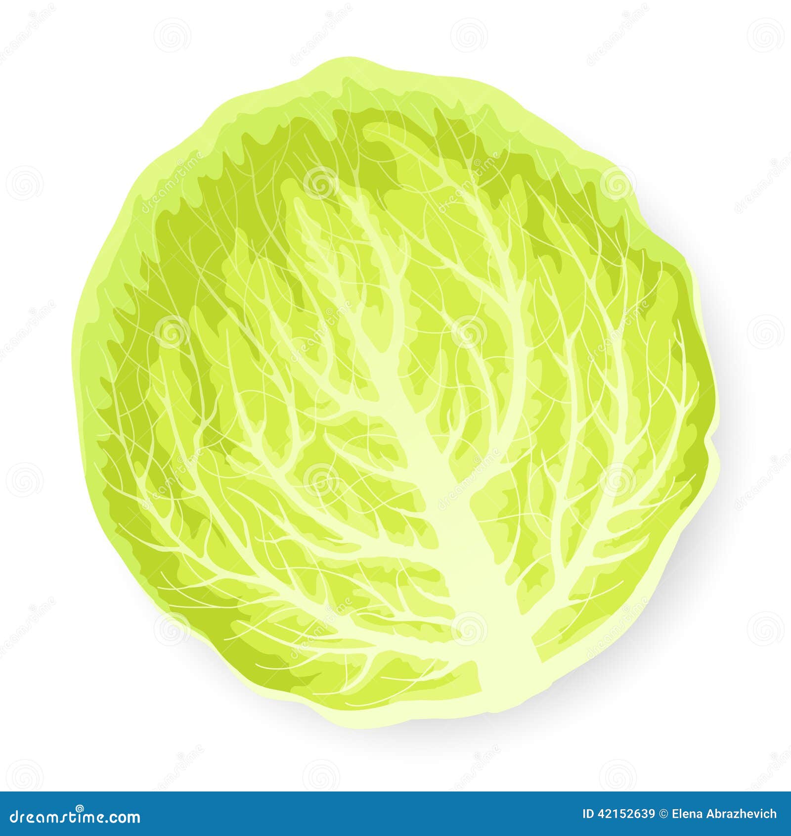 Green cabbage leaf stock vector. Illustration of friendly - 42152639