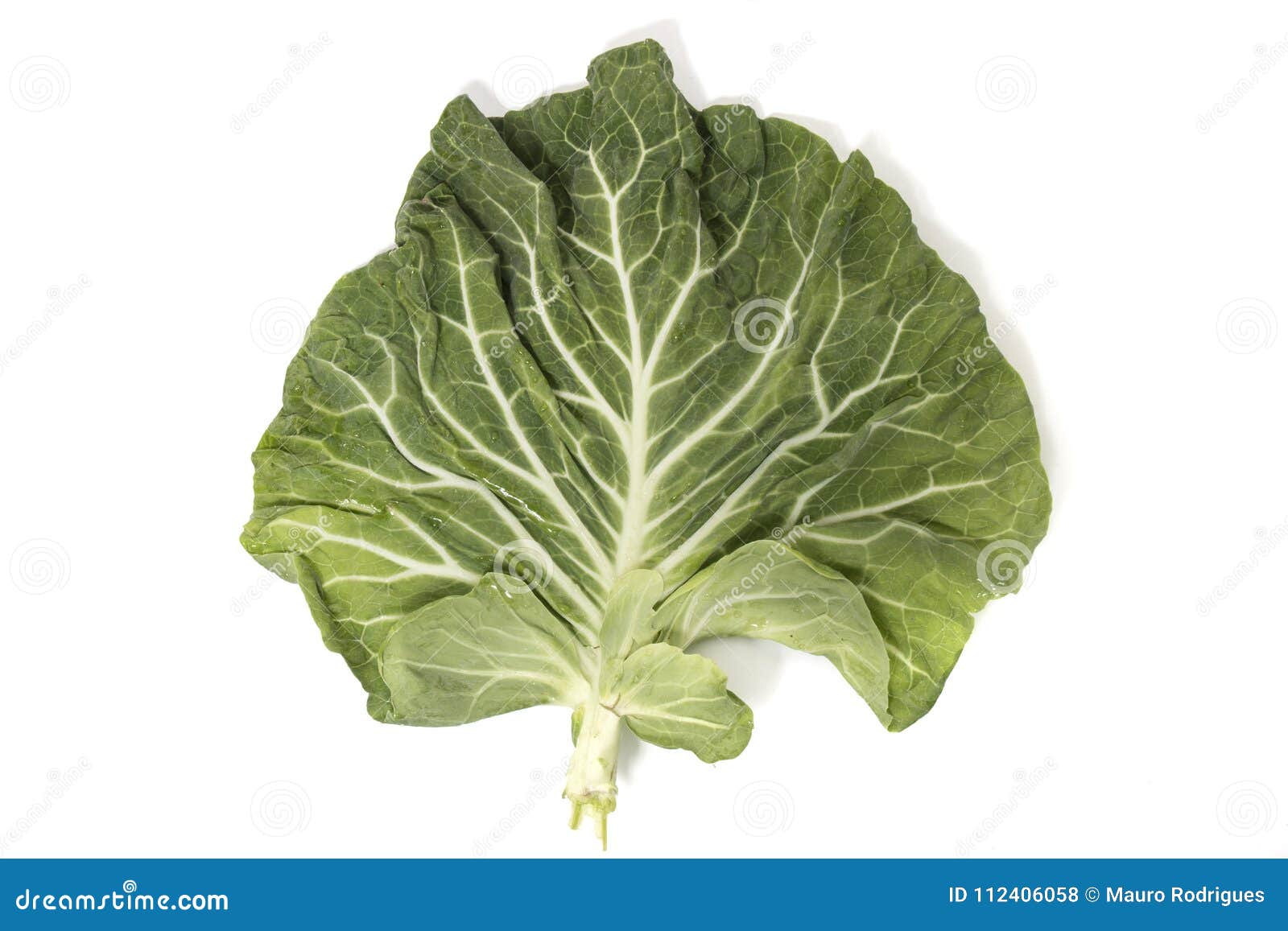 Green cabbage leaf stock photo. Image of crop, isolated - 112406058