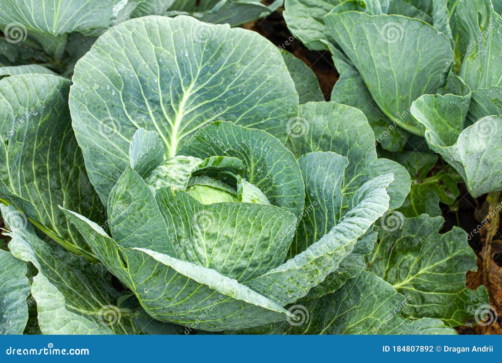 Green Cabbage with Open Leaves in the Garden. Stock Photo - Image of ...