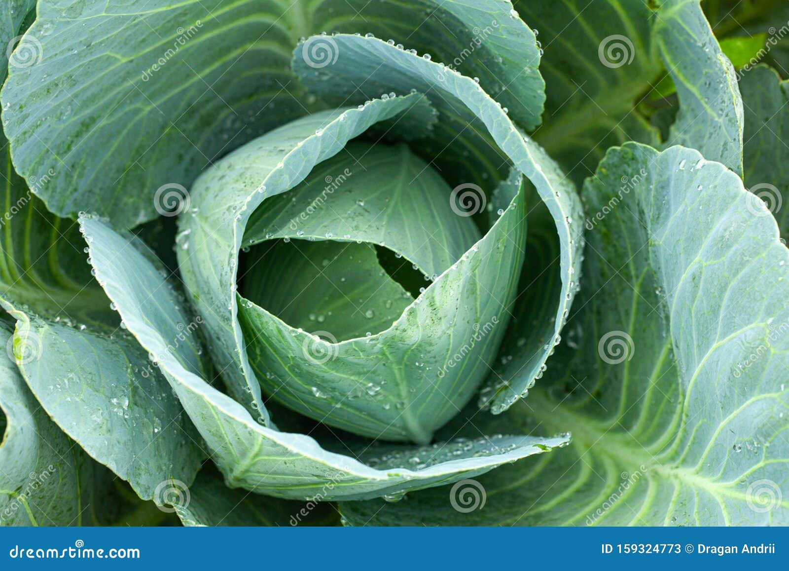 Green Cabbage with Open Leaves in the Garden, Top View Stock Image ...