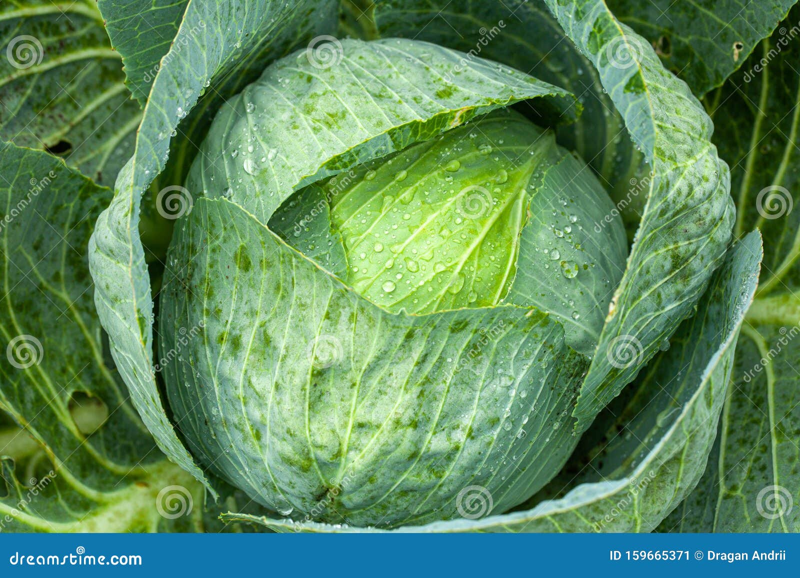Green Cabbage with Open Leaves in the Garden, Top View Stock Image ...