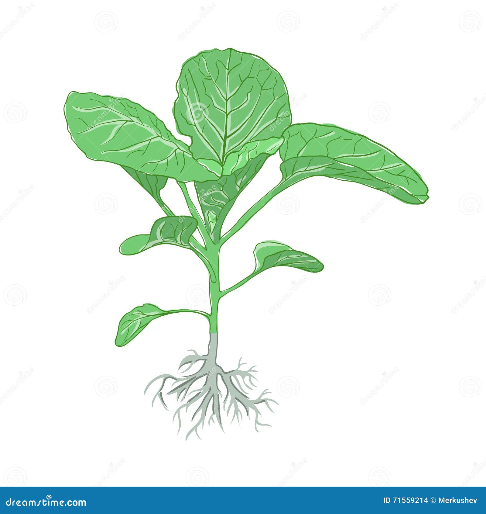 Cabbage Plant. Growth Stages. Ripening Period. The Life Cycle Of The ...