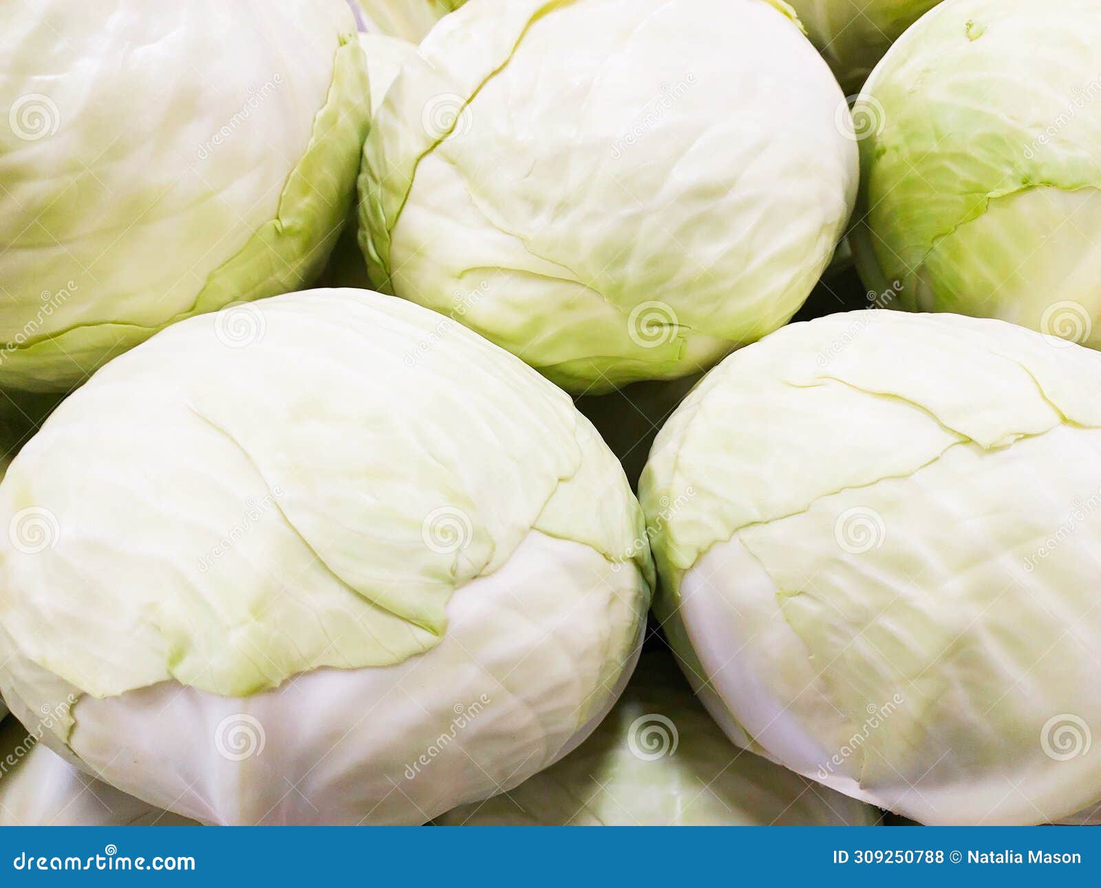 Green Cabbage in the Produce Section on a Shelf in Grocery Store Stock ...