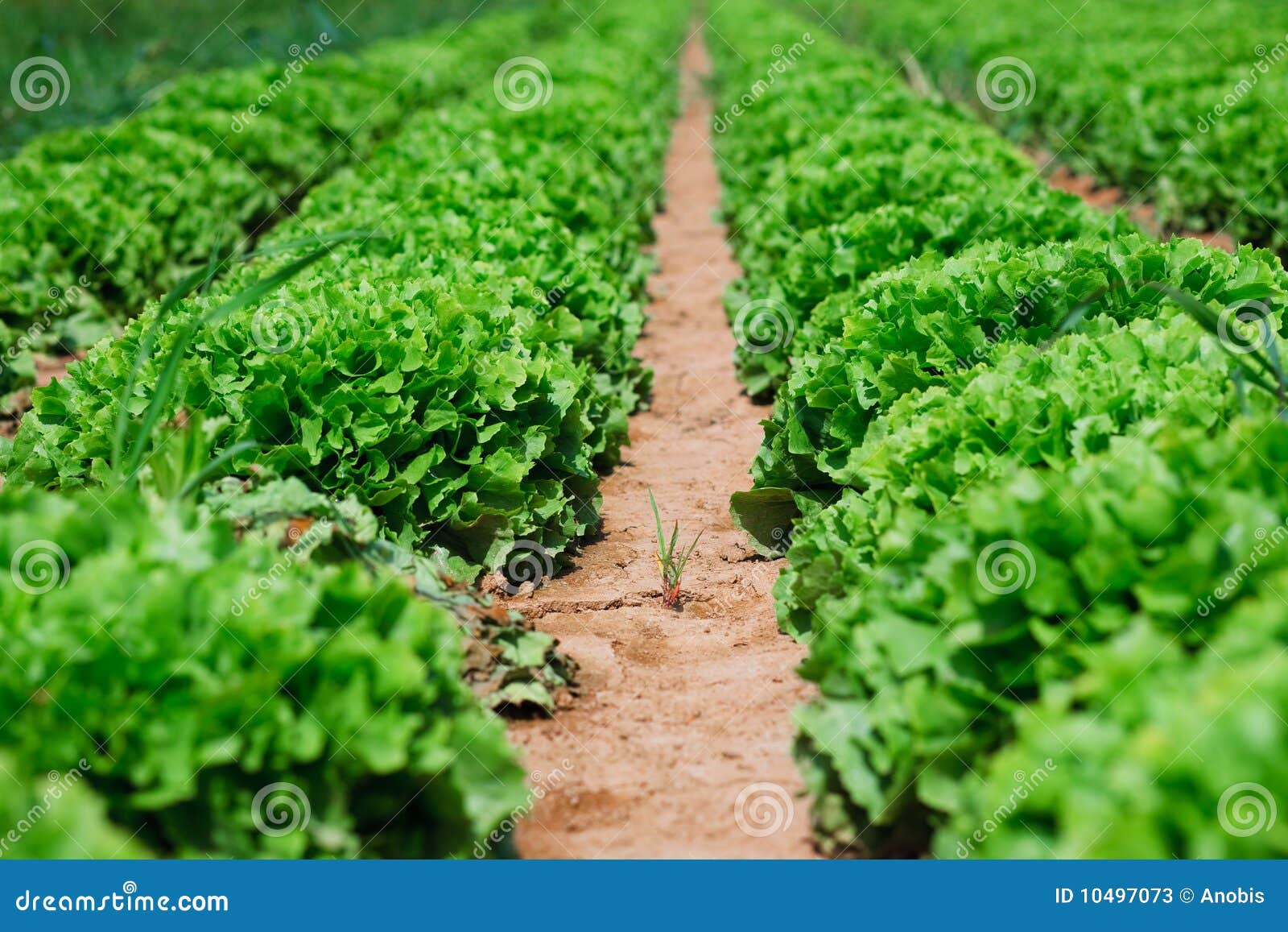 Green cabbage in a row stock image. Image of cultivate - 10497073