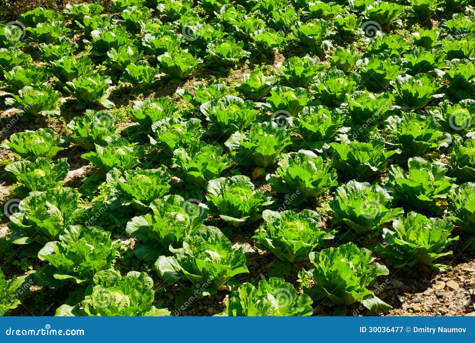 Cabbage field stock image. Image of agriculture, asia - 30036477
