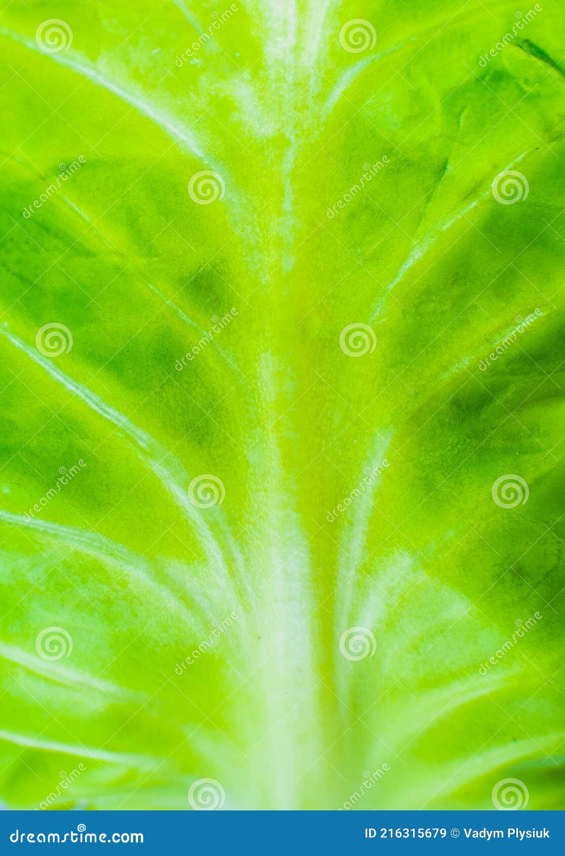 Green Cabbage Texture Background. Close Up. Macro Photo Stock Image ...