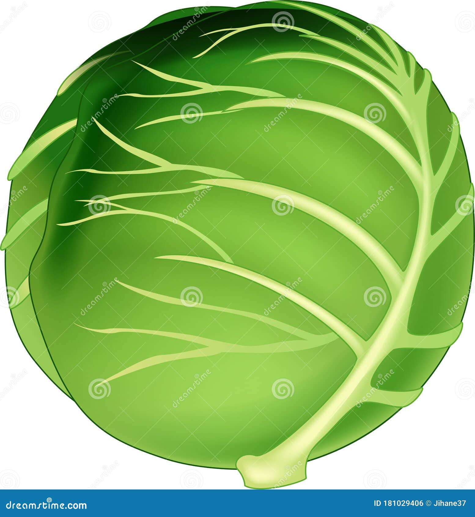 Green Cabbage Vegetable Icon Logo Cartoon Vector Illustration Isolated ...