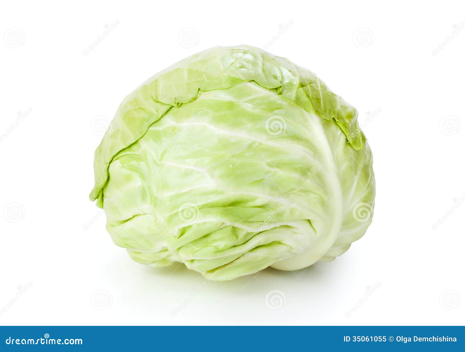 Green Cabbage Or Headed Cabbage Leafy Green Annual Vegetable Crop ...