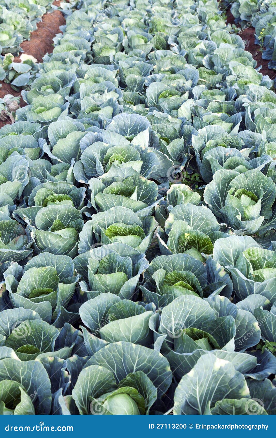 Green Cabbages on a Farm stock photo. Image of cabbage - 27113200
