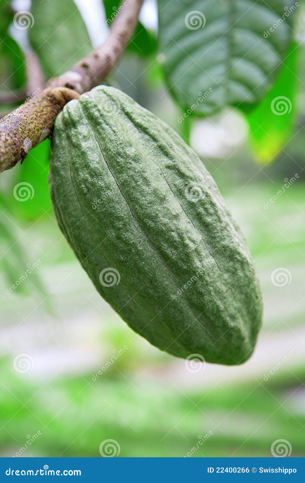 Green cacao pod stock photo. Image of bean, ripening - 22400266