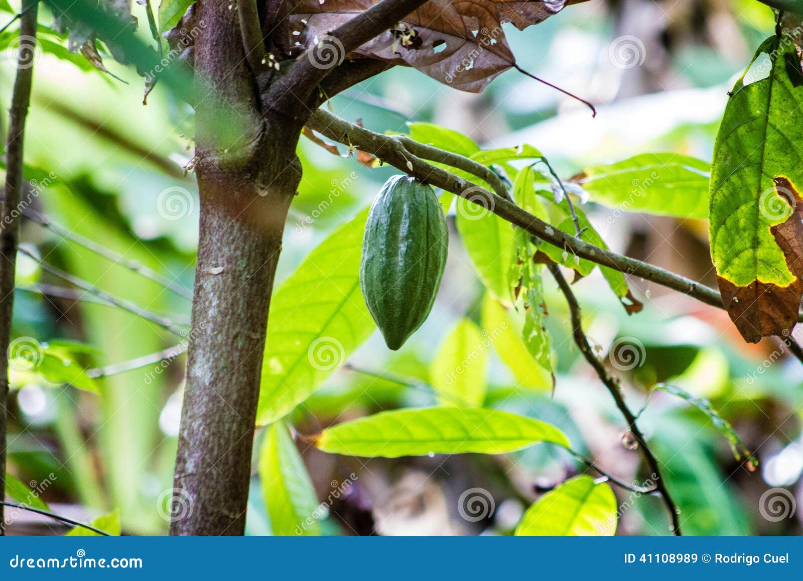 Green Cacao Pods On Cacao Tree Stock Photography | CartoonDealer.com ...