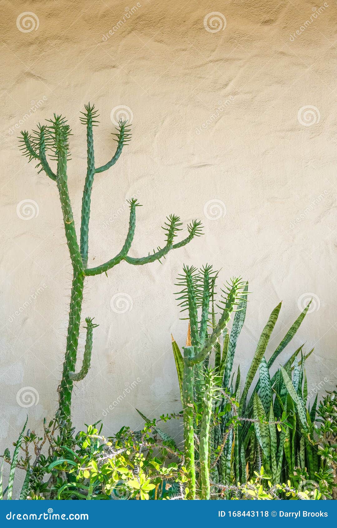 Green Cacii Against Plaster Stock Photo - Image of travels, colorful ...