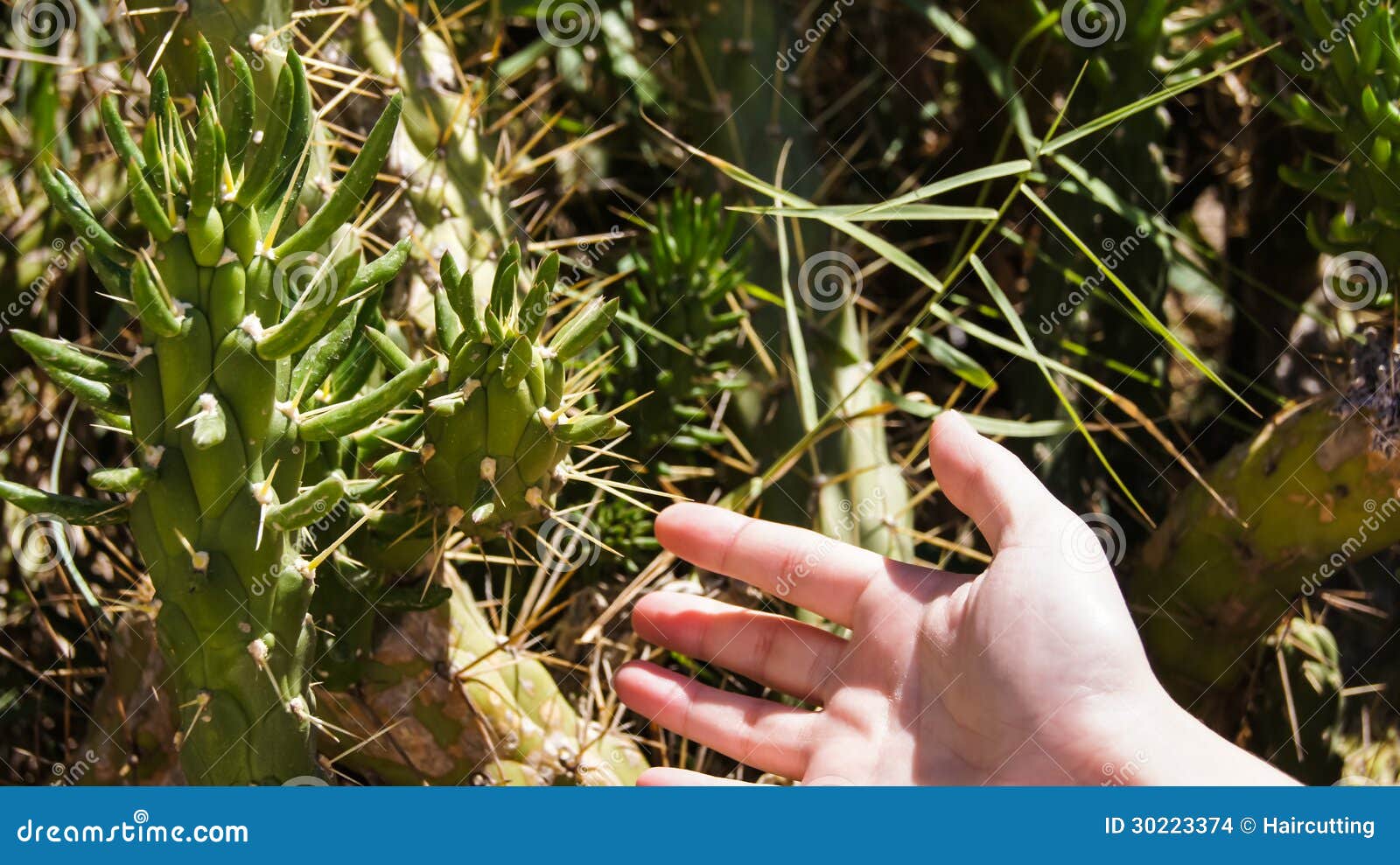 Cactus finger stock photo. Image of blue, natural, cacti - 30223374