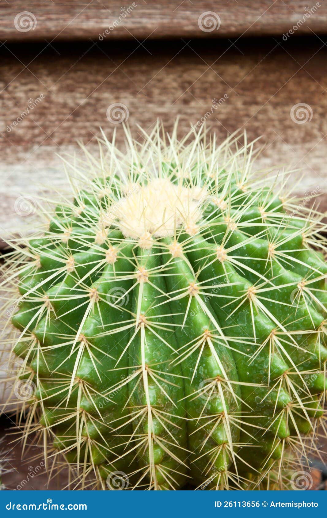 Green Cactus stock photo. Image of green, background - 26113656