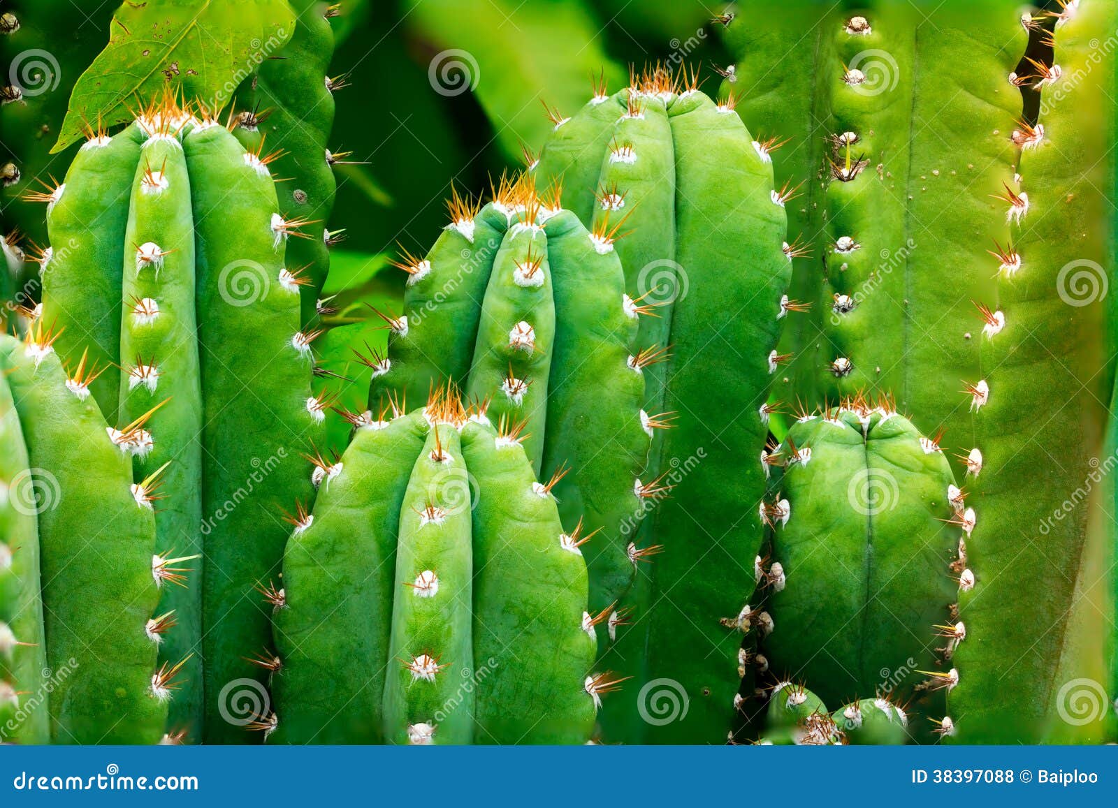 Green cactus stock photo. Image of stacked, cactus, plant - 38397088