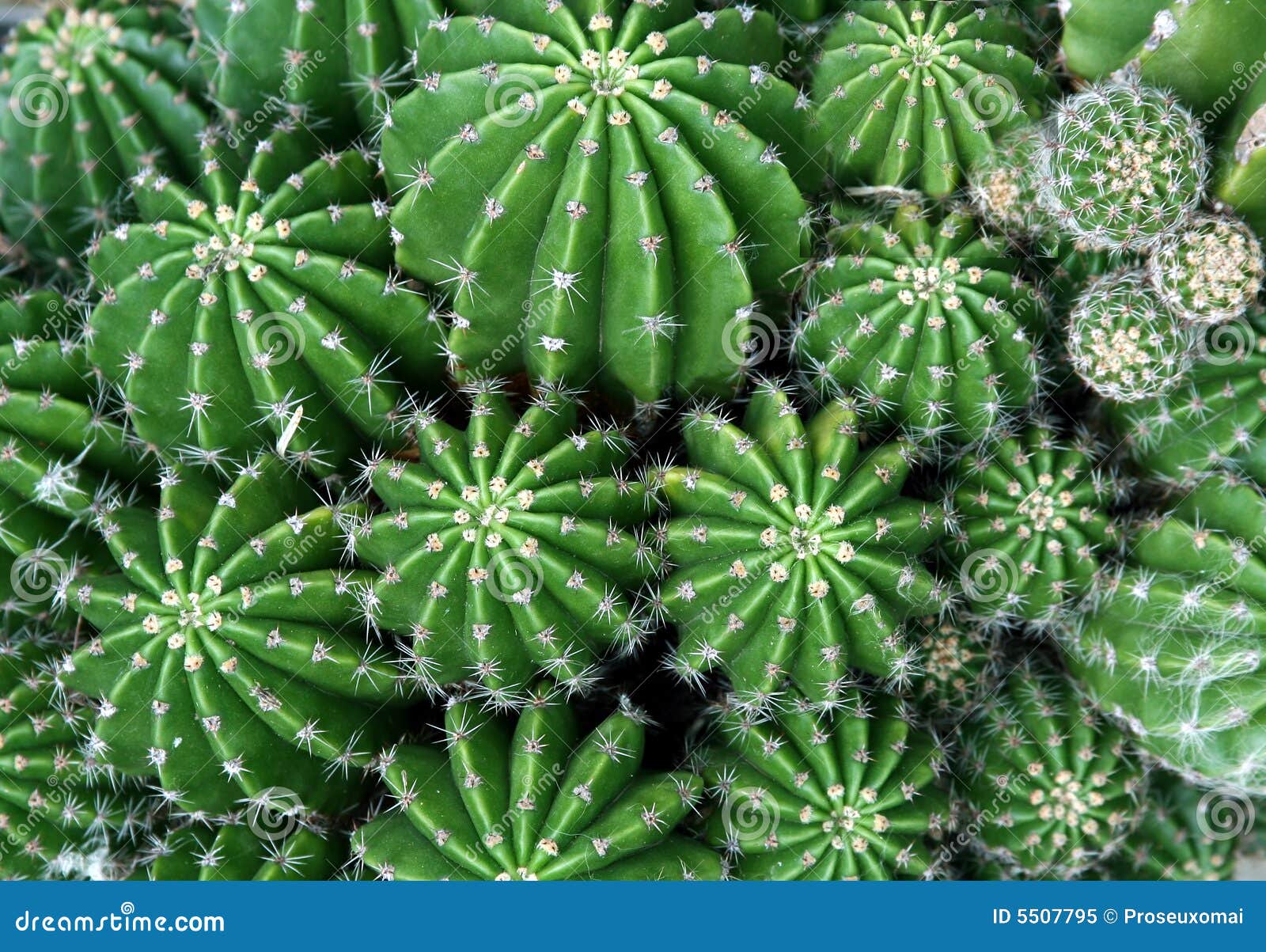 Green Cactus In The Garden Royalty-Free Stock Photography ...