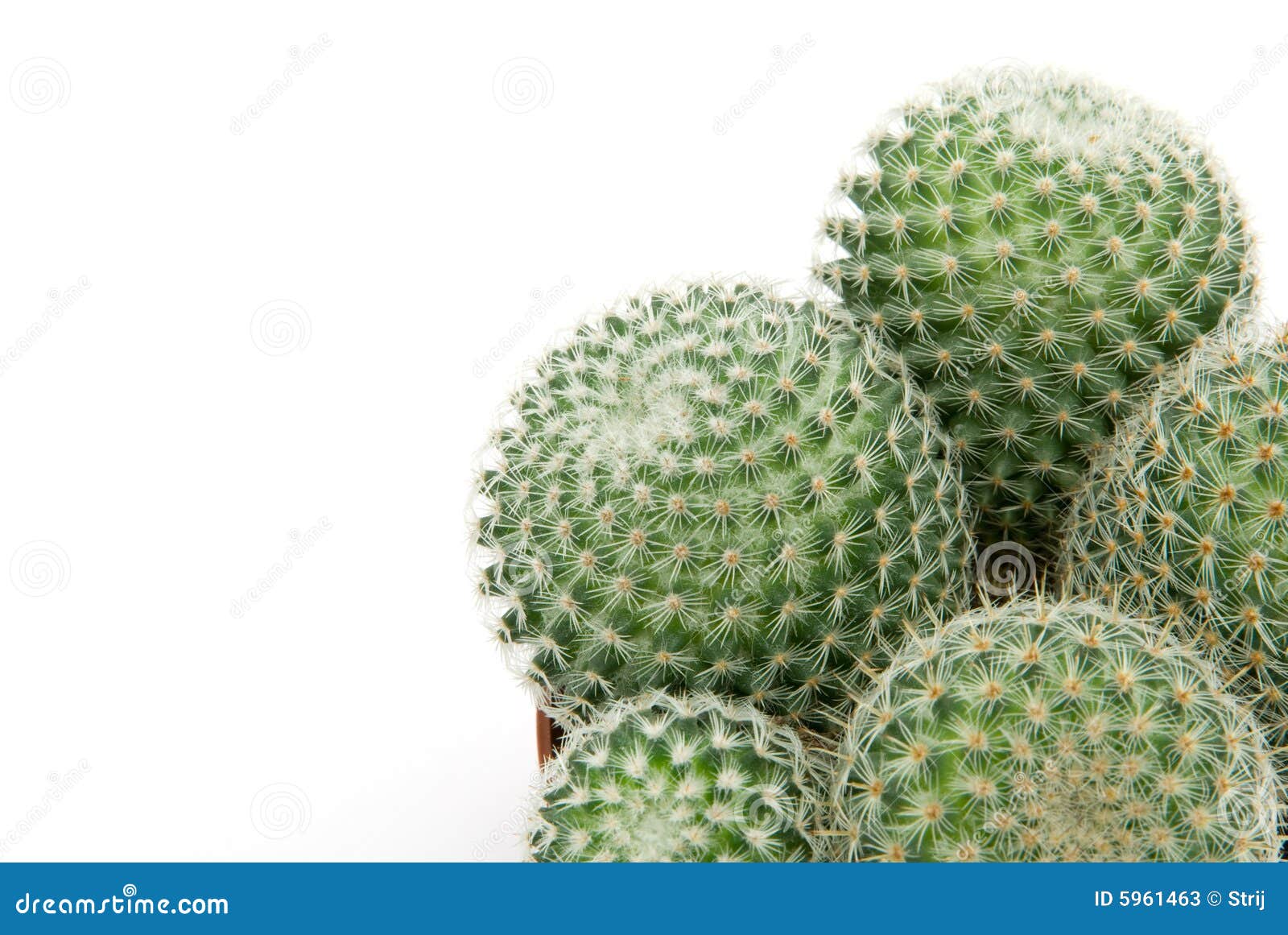 Green cactus stock image. Image of white, thorn, botany - 5961463