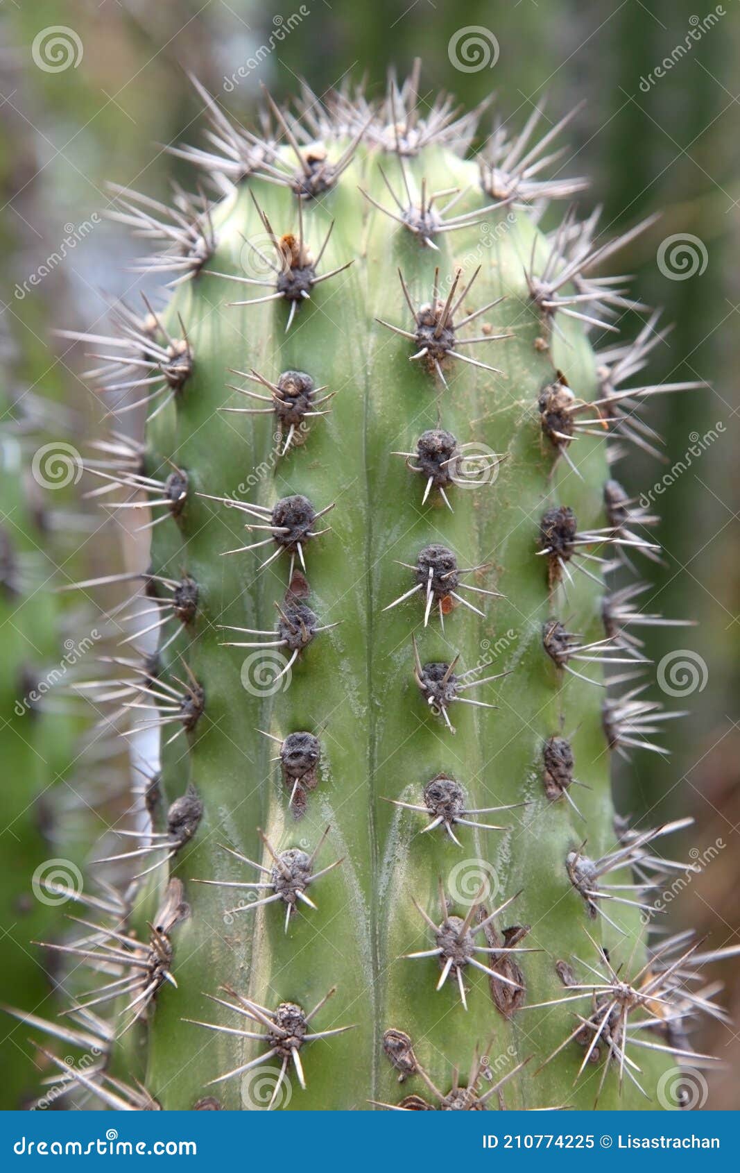 Green Cactus in the Arid Desert, Aruba, Caribbean Stock Image - Image ...