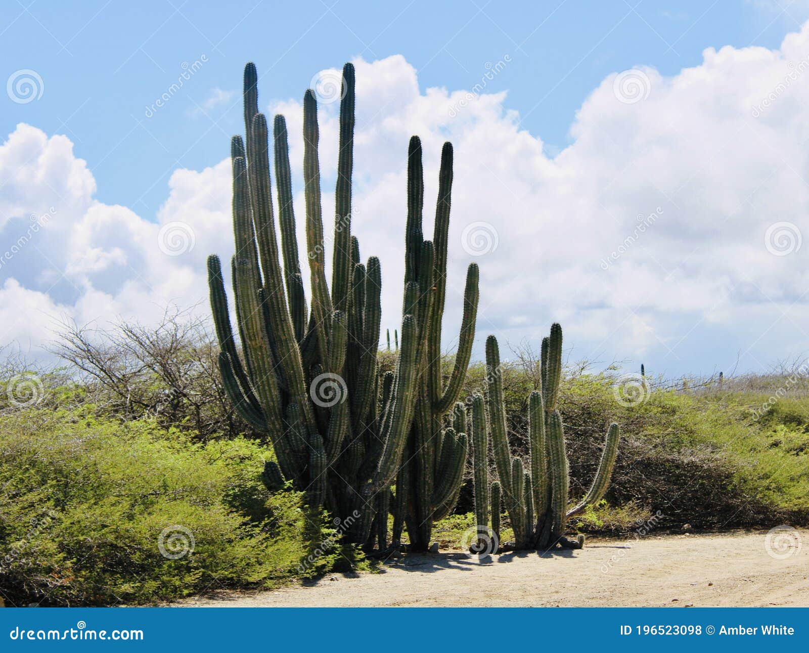 Green Cactus in the Aruba Desert Stock Photo - Image of natural, clouds ...