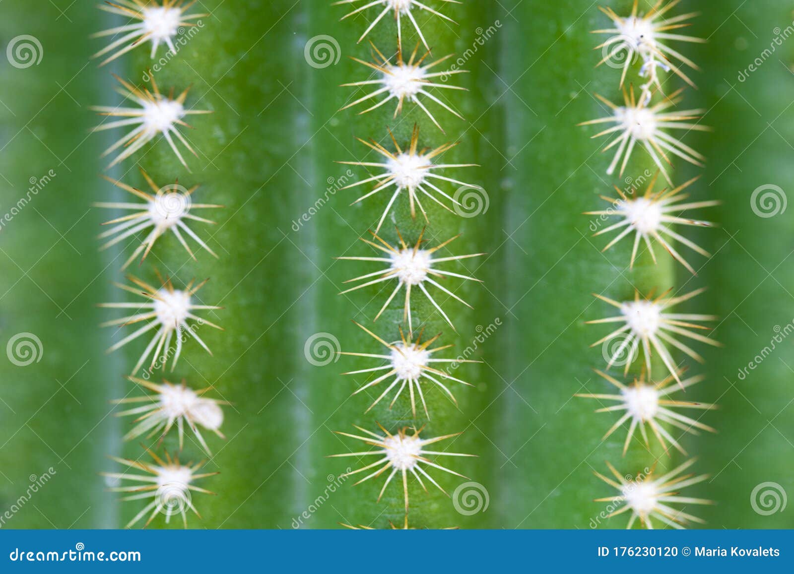 Green Cactus As a Background Stock Photo - Image of texture, bloom ...