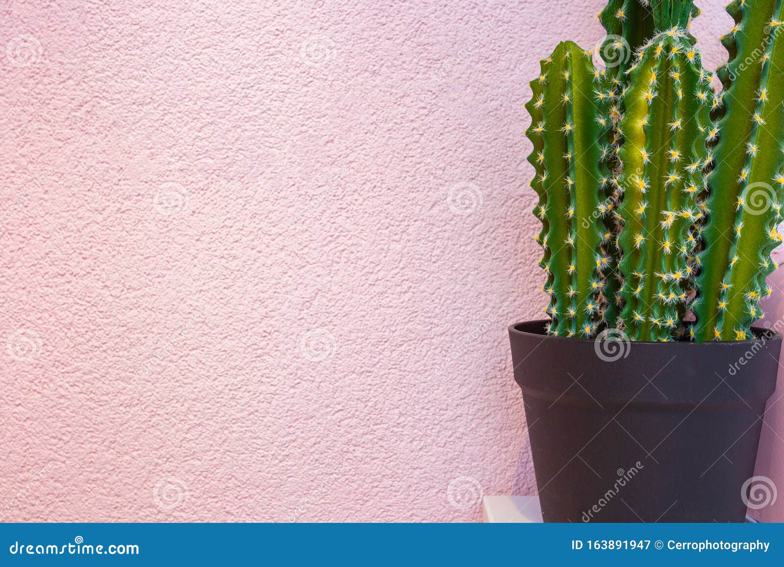 Cactus Background Royalty-Free Stock Image | CartoonDealer.com #17598934