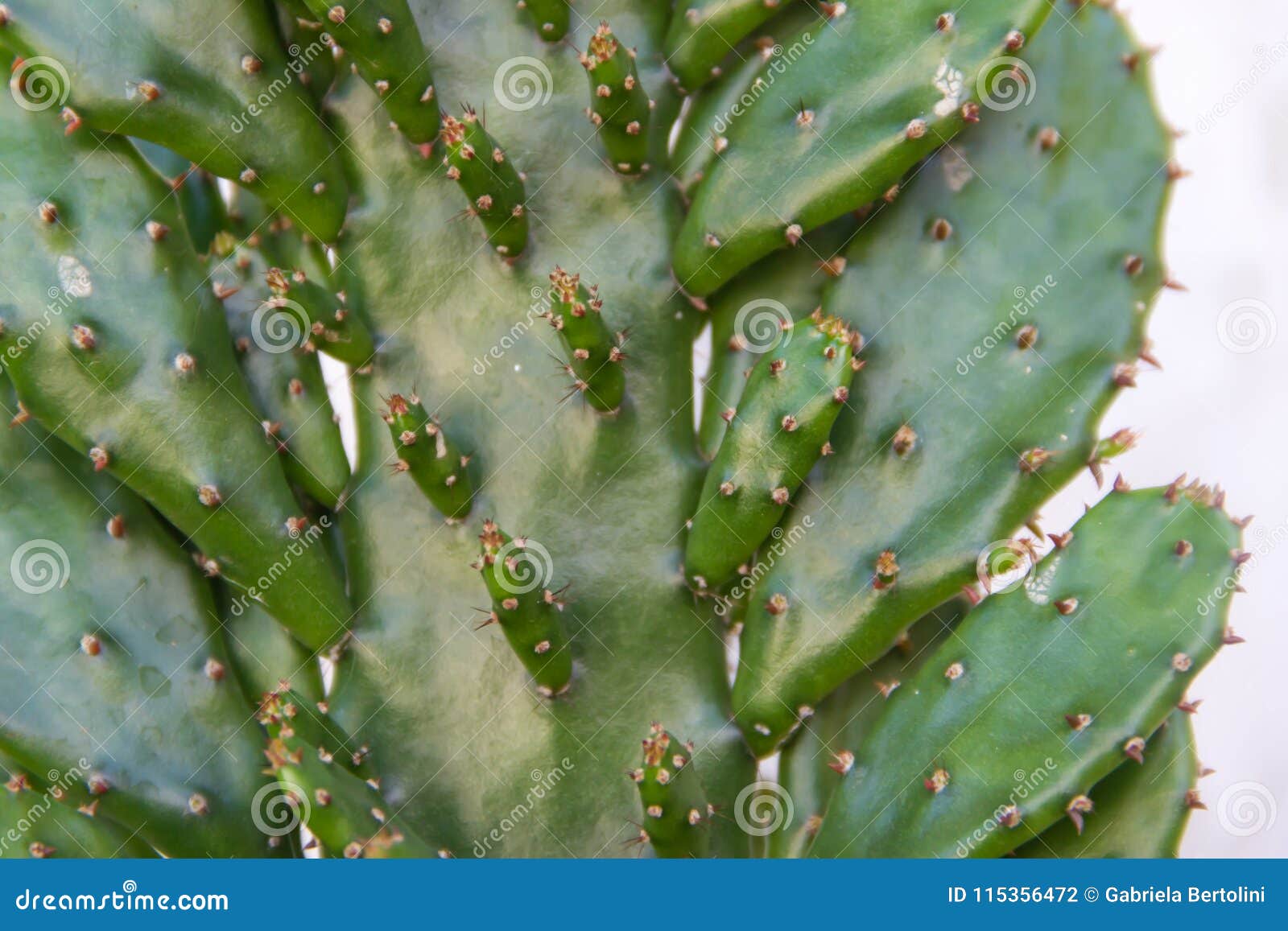Green cactus background stock photo. Image of green - 115356472
