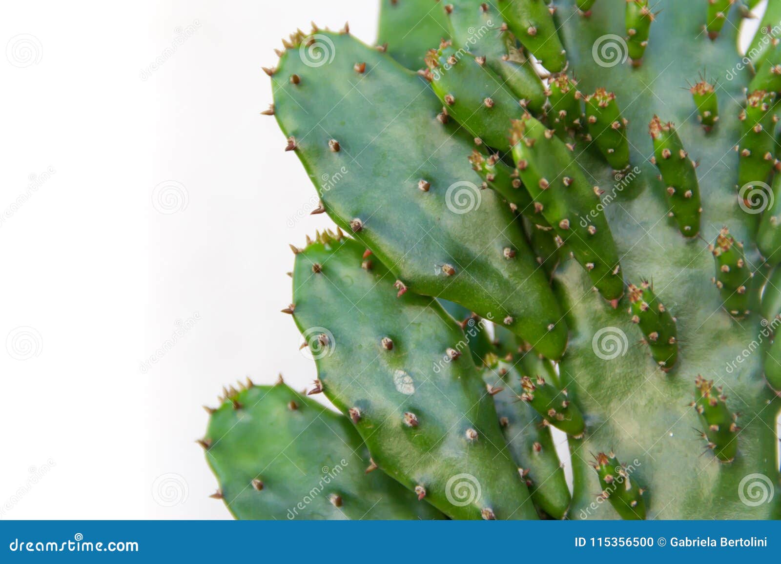 Green cactus background stock photo. Image of natural - 115356500