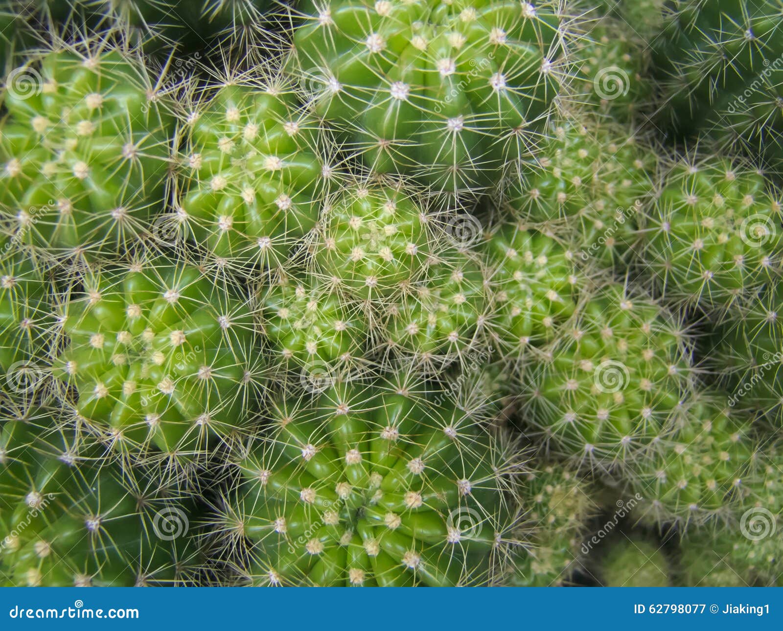 Green Cactus Background in Summer Stock Image - Image of abstract ...