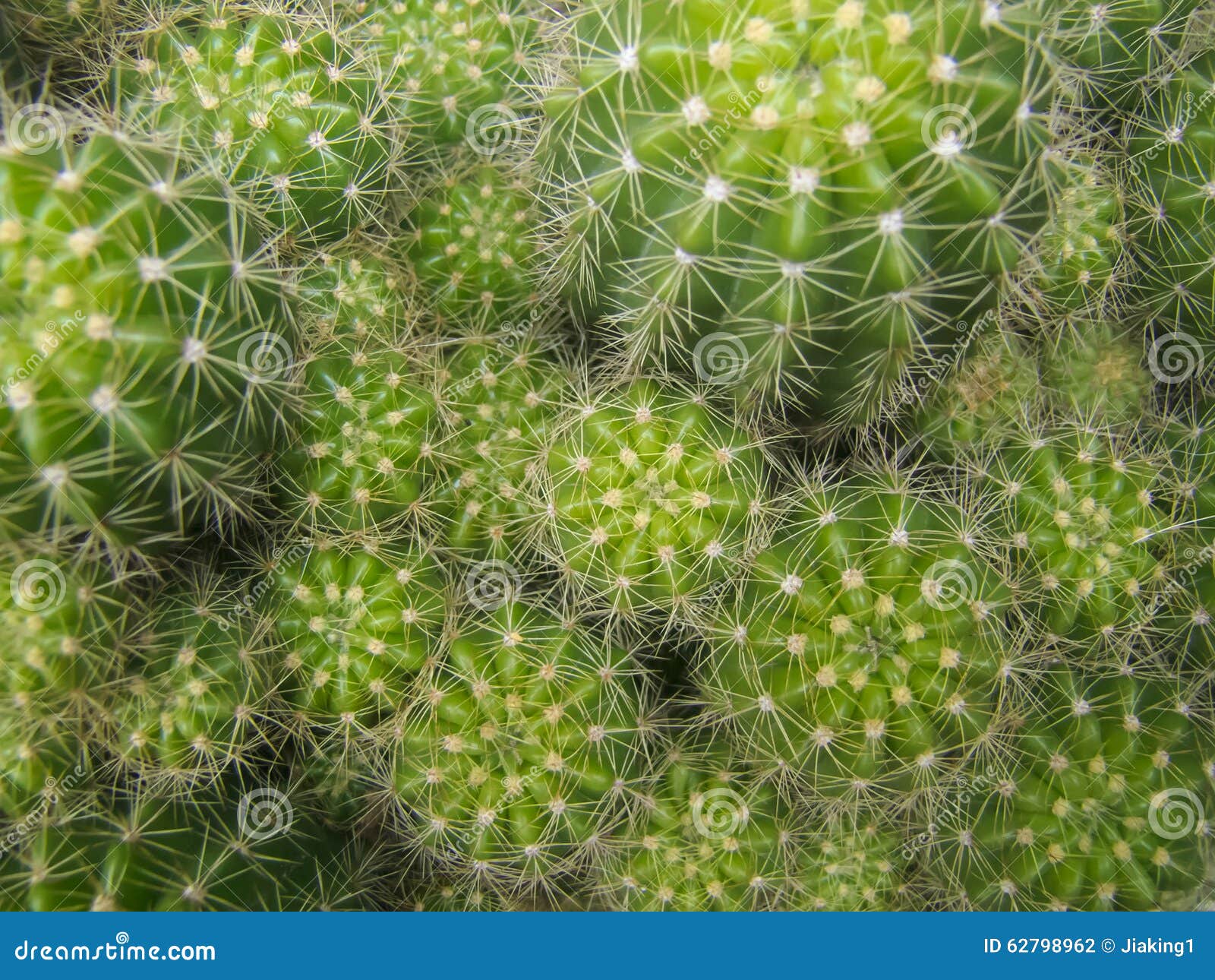 Green Cactus Background in Summer Stock Photo - Image of landscape ...