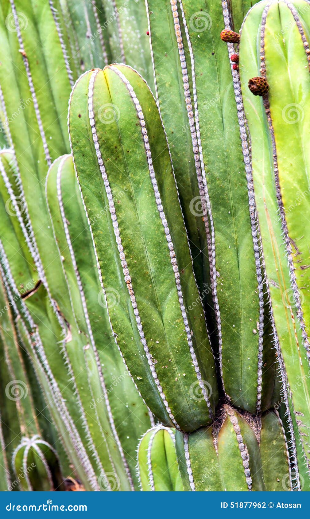 Green cactus background stock photo. Image of world, cactus - 51877962