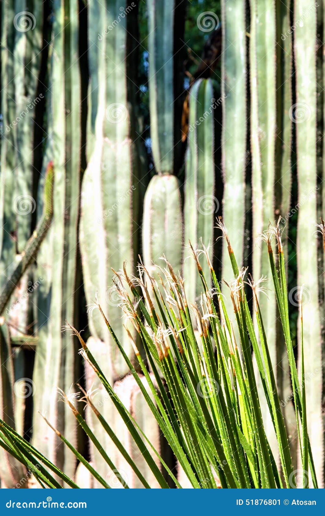 Green cactus background stock image. Image of cactus - 51876801