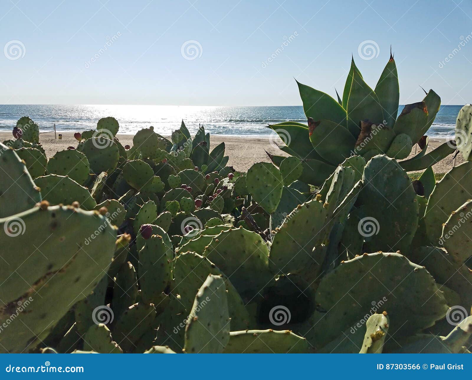 Cactus On The Beach Of A Caribbean Island Bonaire, Antilles ...