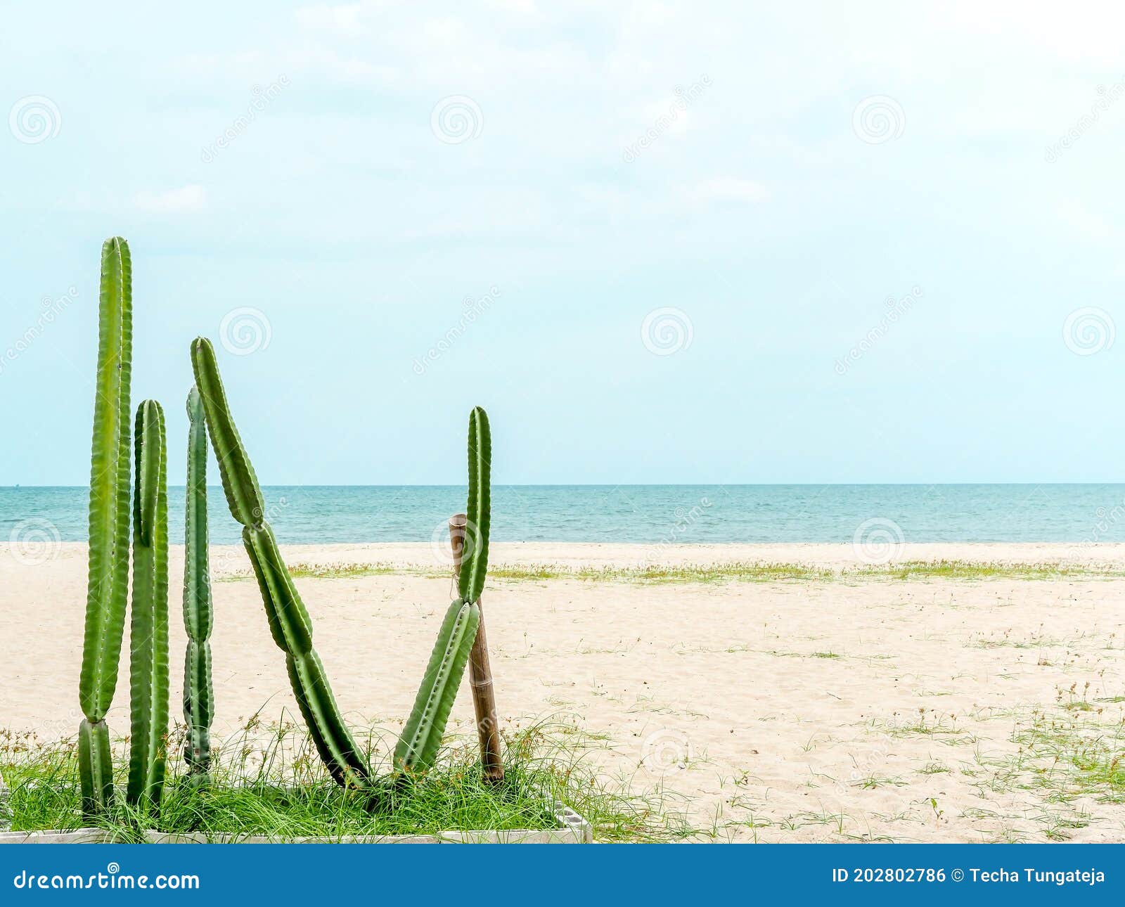 Green cactus on the beach stock photo. Image of paradise - 202802786